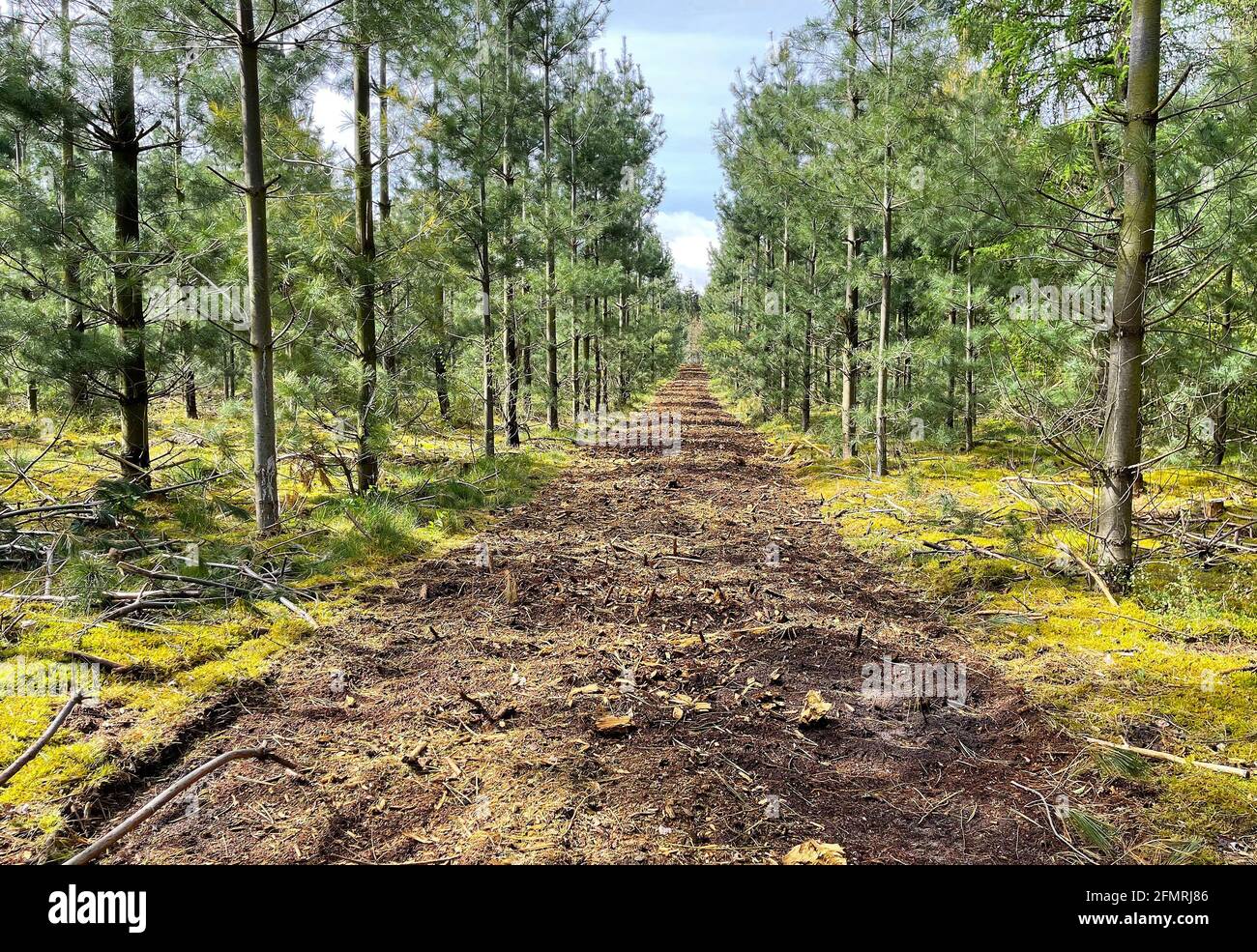 Forestry. Pine trees are grown here. A straight path covered with wood ...