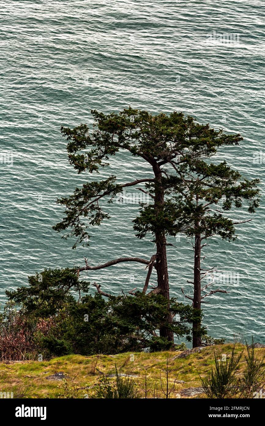 Strait trees hi-res stock photography and images - Alamy