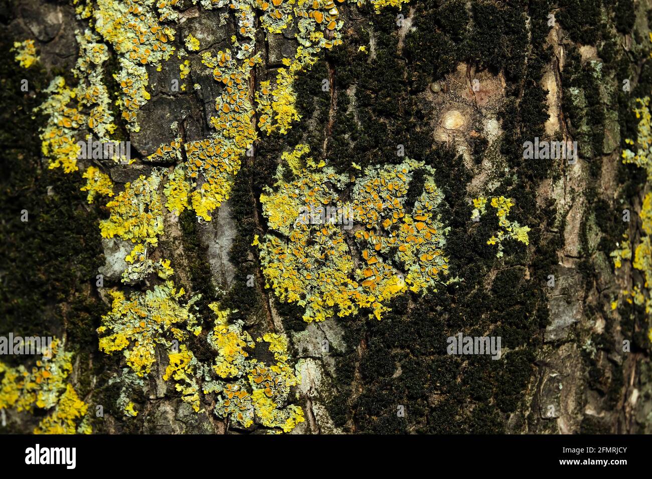 Lichen lichens tree trunk hi-res stock photography and images - Alamy
