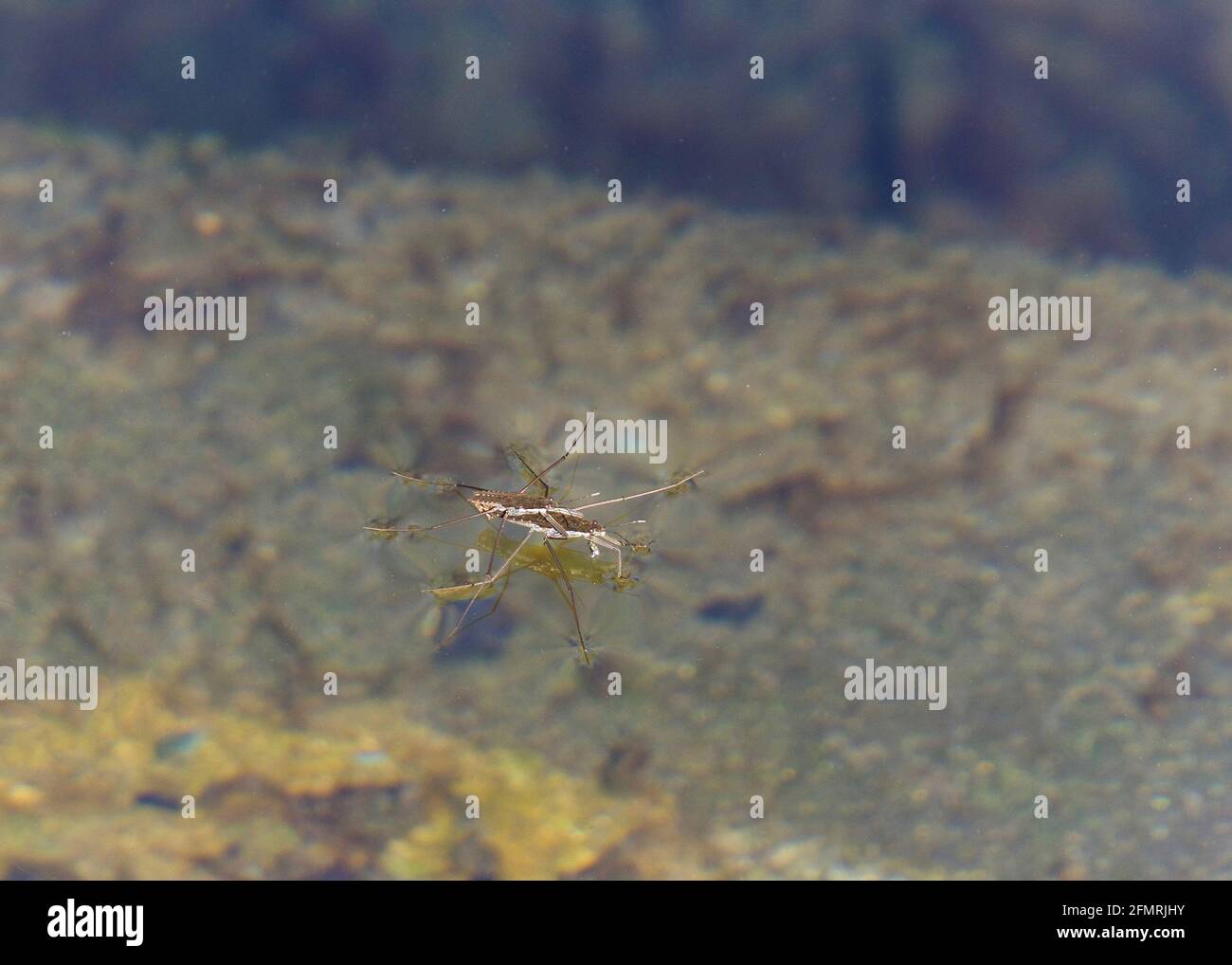 Two Gerridae bugs mating standing on the surface of a pond. Males that ...