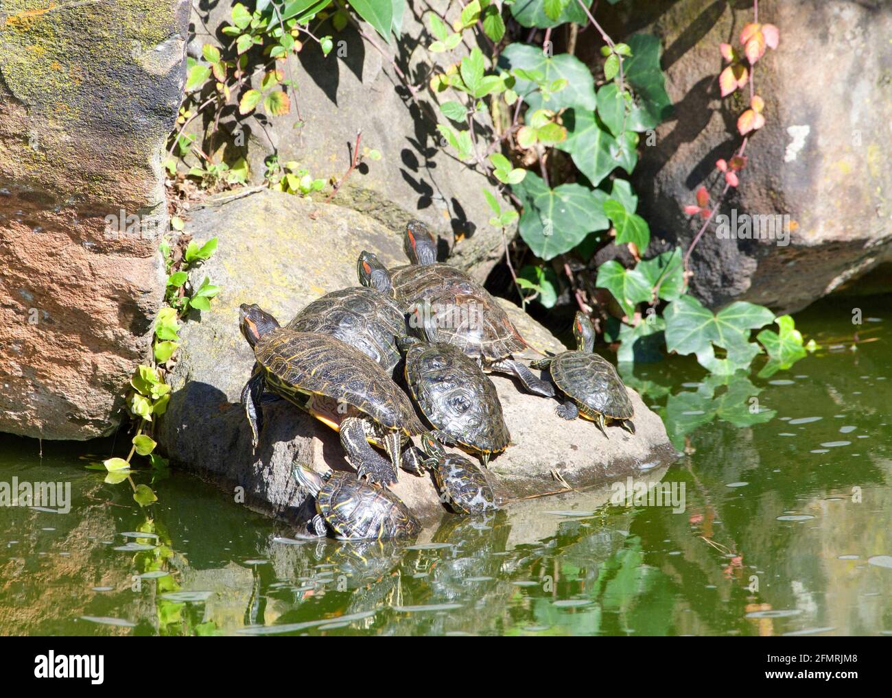 Turtle with algae on shell hi-res stock photography and images - Alamy