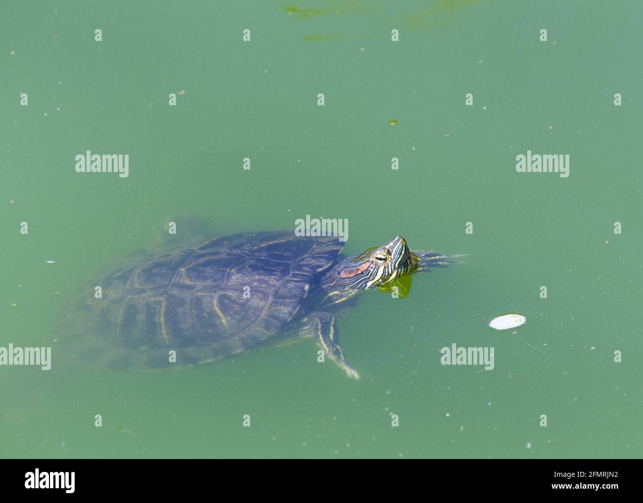 Pond Slider Turtle floating on the surface of murky pond water Stock ...