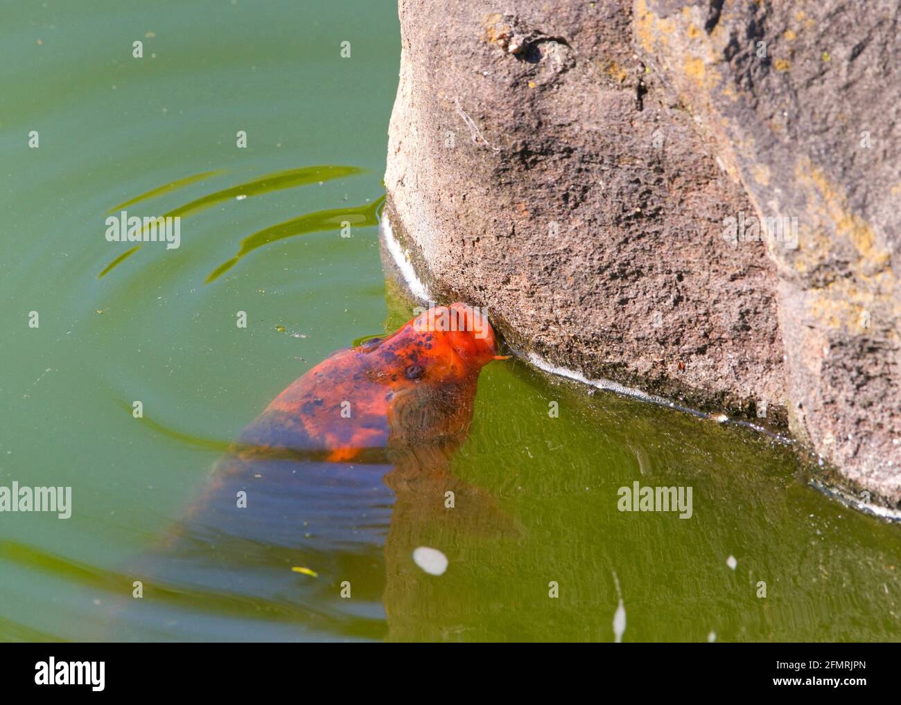 Murky dirty water hi-res stock photography and images - Alamy