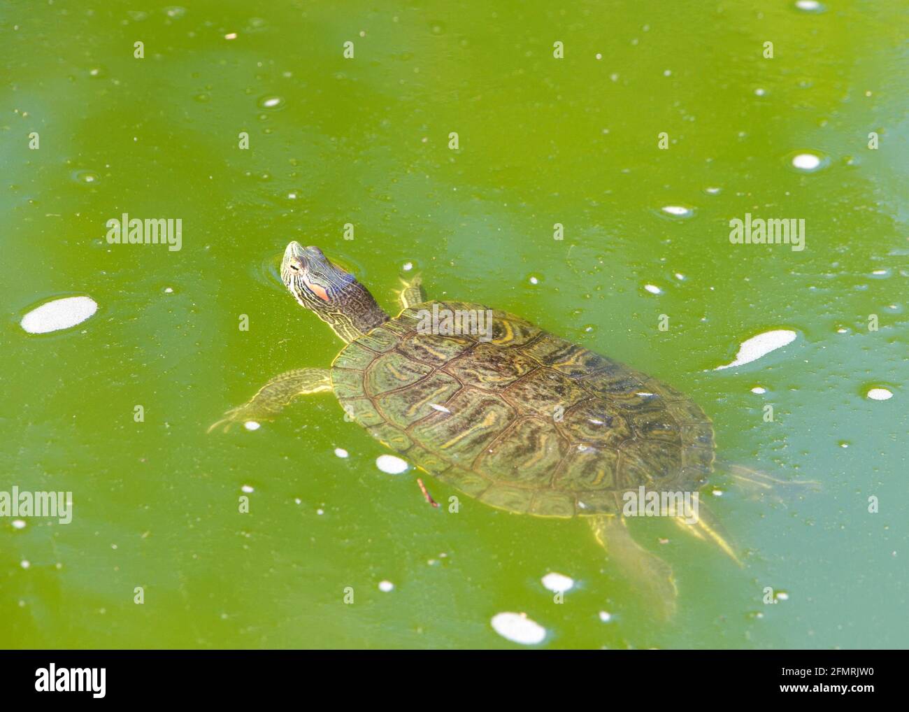 Pond Slider Turtle floating on the surface of murky pond water Stock ...