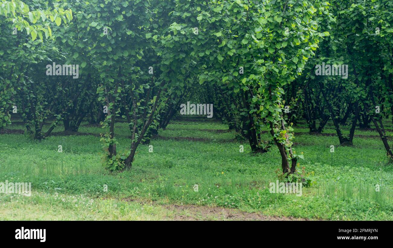 Hazelnut trees plantation hi-res stock photography and images - Alamy