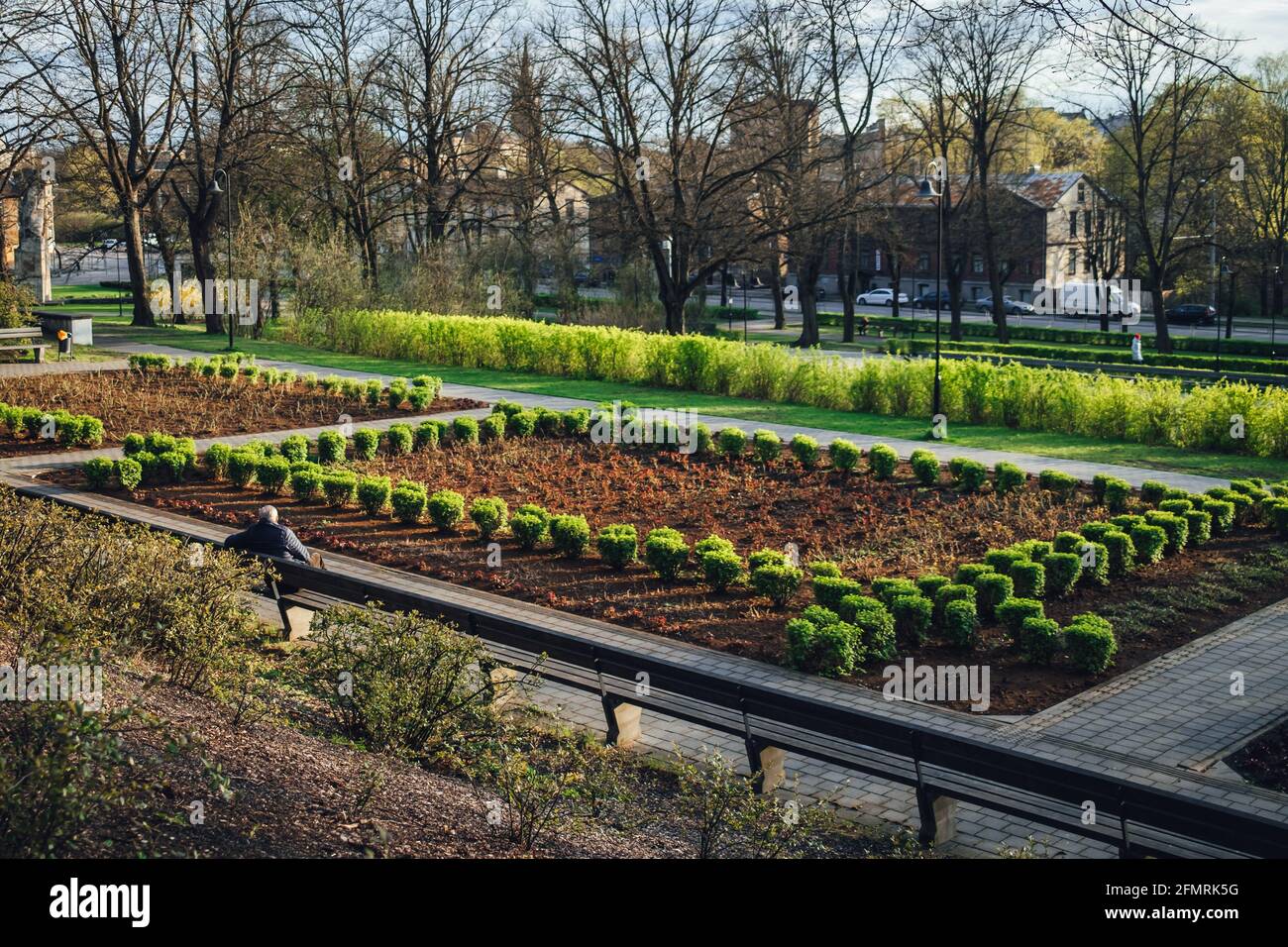 Beautiful park scene with green decorative plants and high trees Stock ...