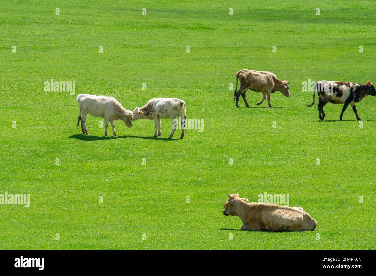Grazing cows on a mountain green pasture, animals Stock Photo - Alamy