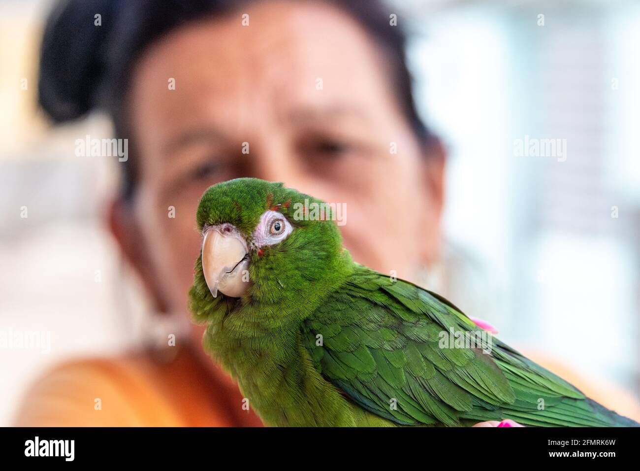 Real parrot hi-res stock photography and images - Alamy