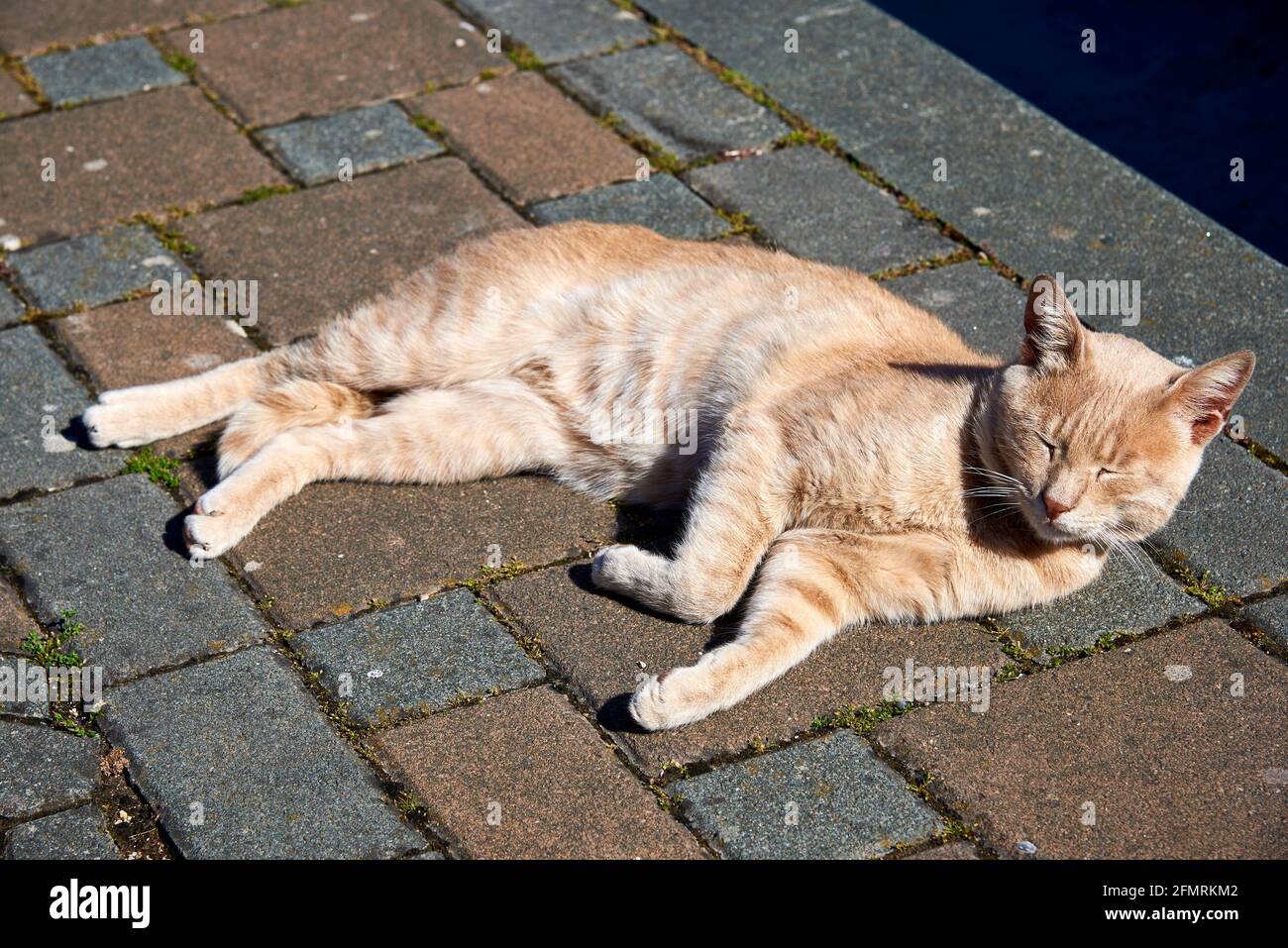 A reddish colored domestic cat is warming itself in the sun on the ...