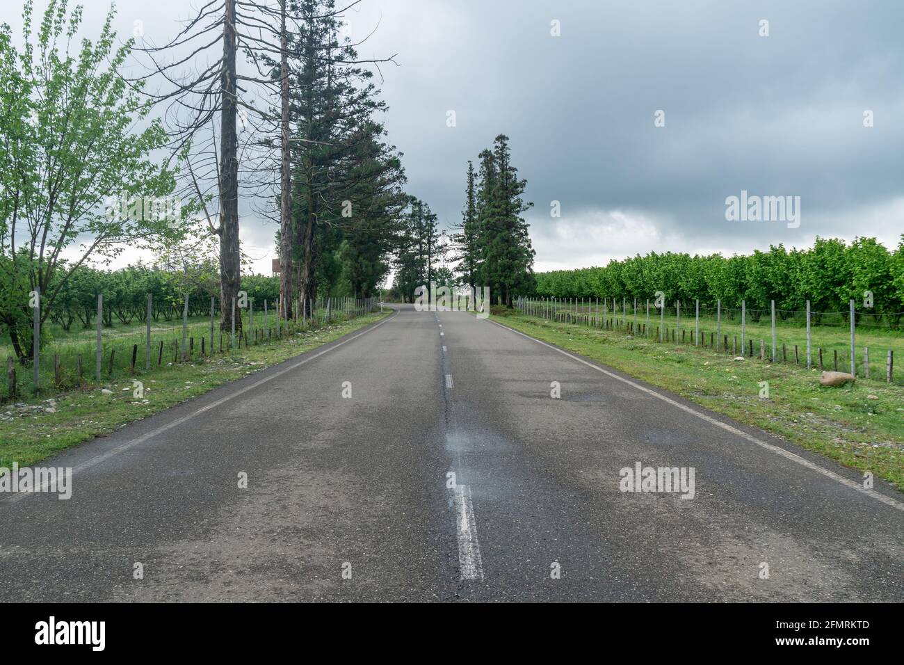 Hazelnut trees plantation hi-res stock photography and images - Alamy