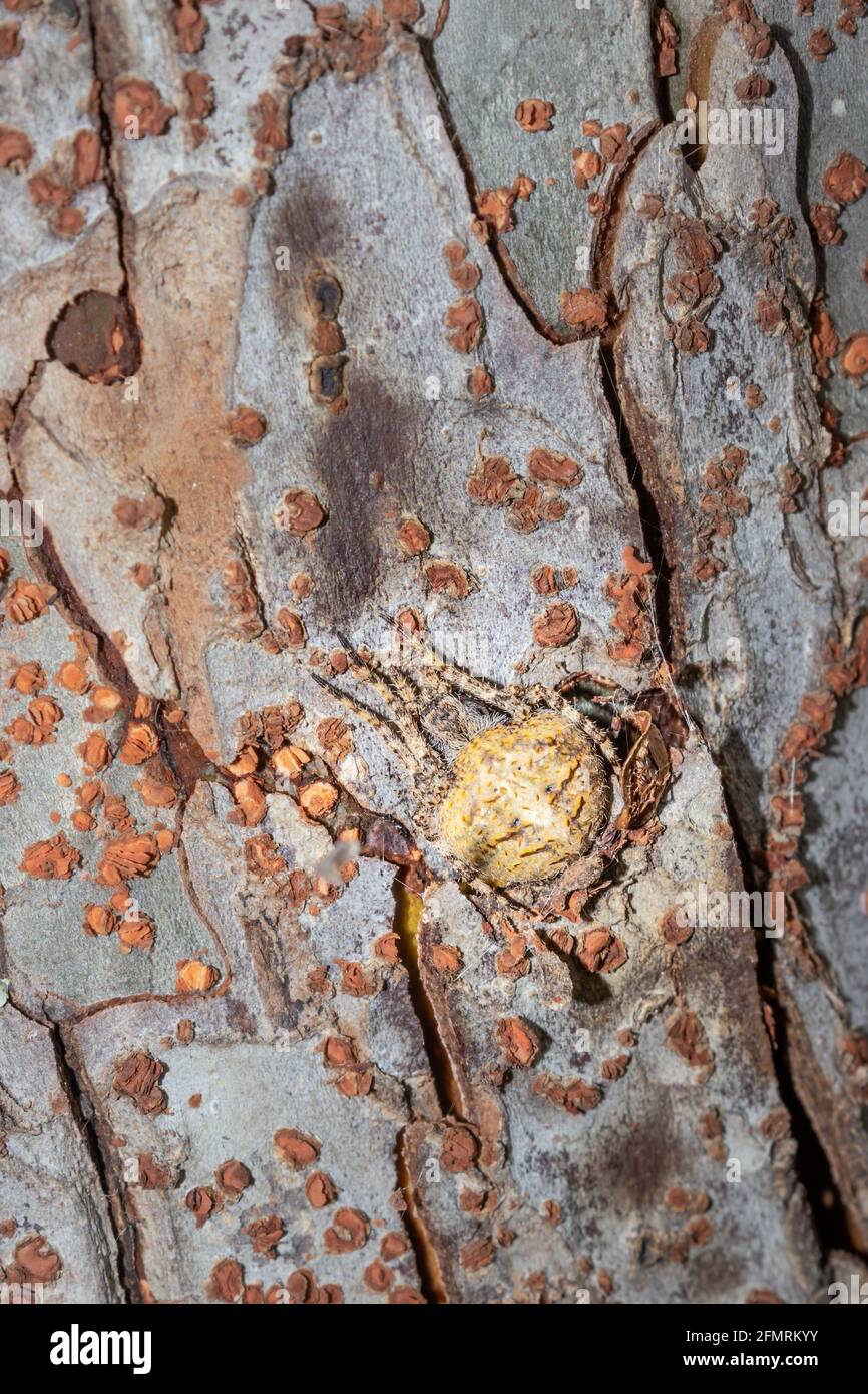 African social spider (stegodyphus dumicola) camouflaged on a tree ...