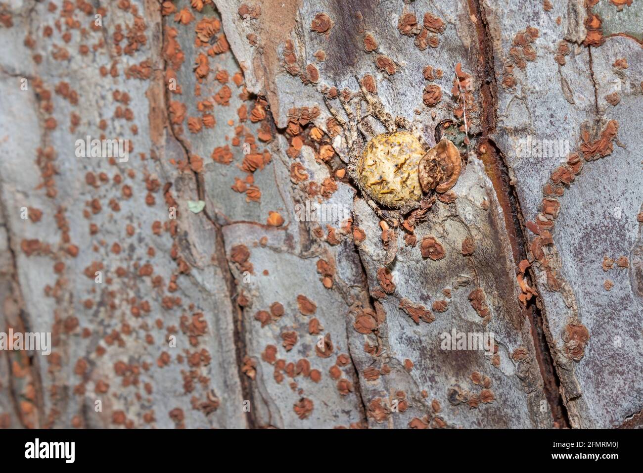 African social spider (stegodyphus dumicola) camouflaged on a tree ...