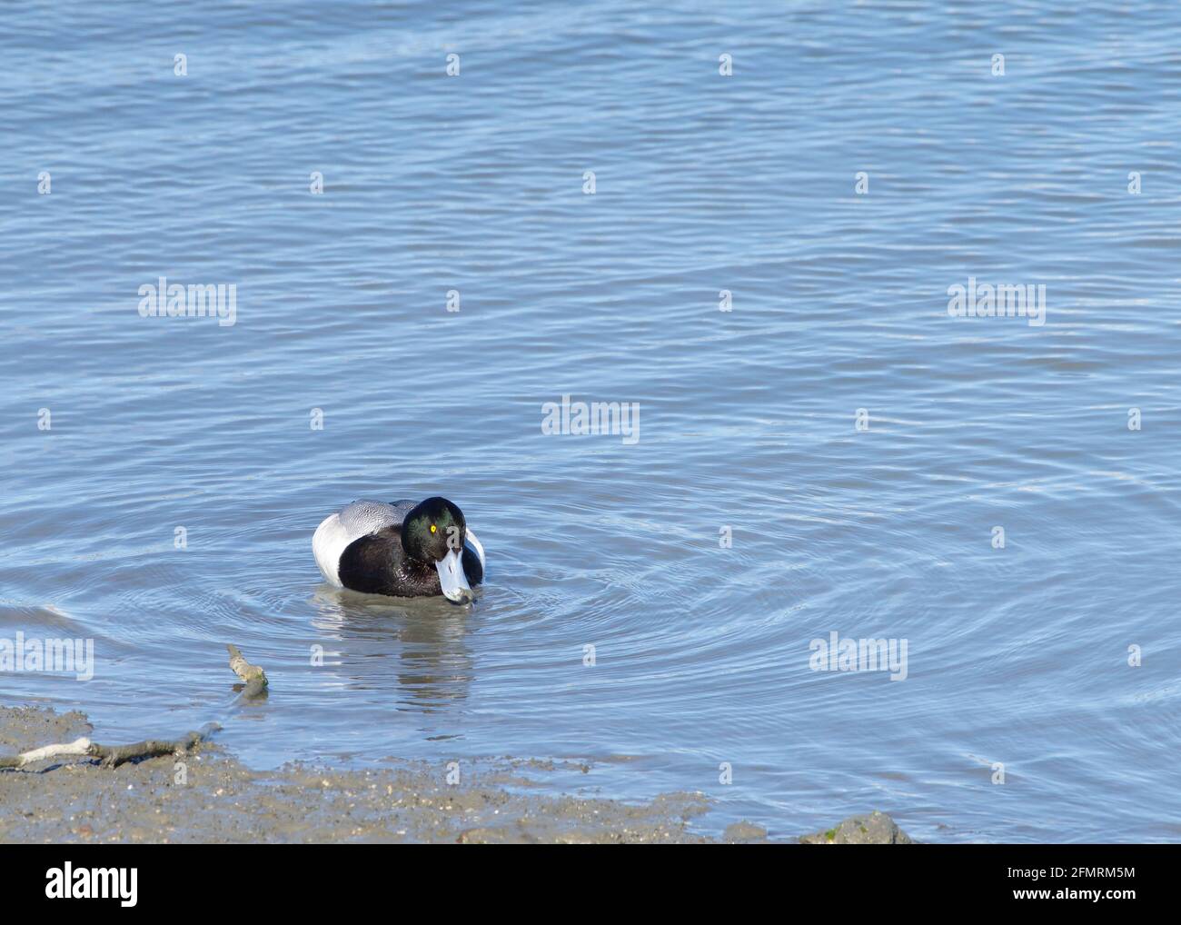 One male diving duck, commonly called pochards or scaups, aggressively ...