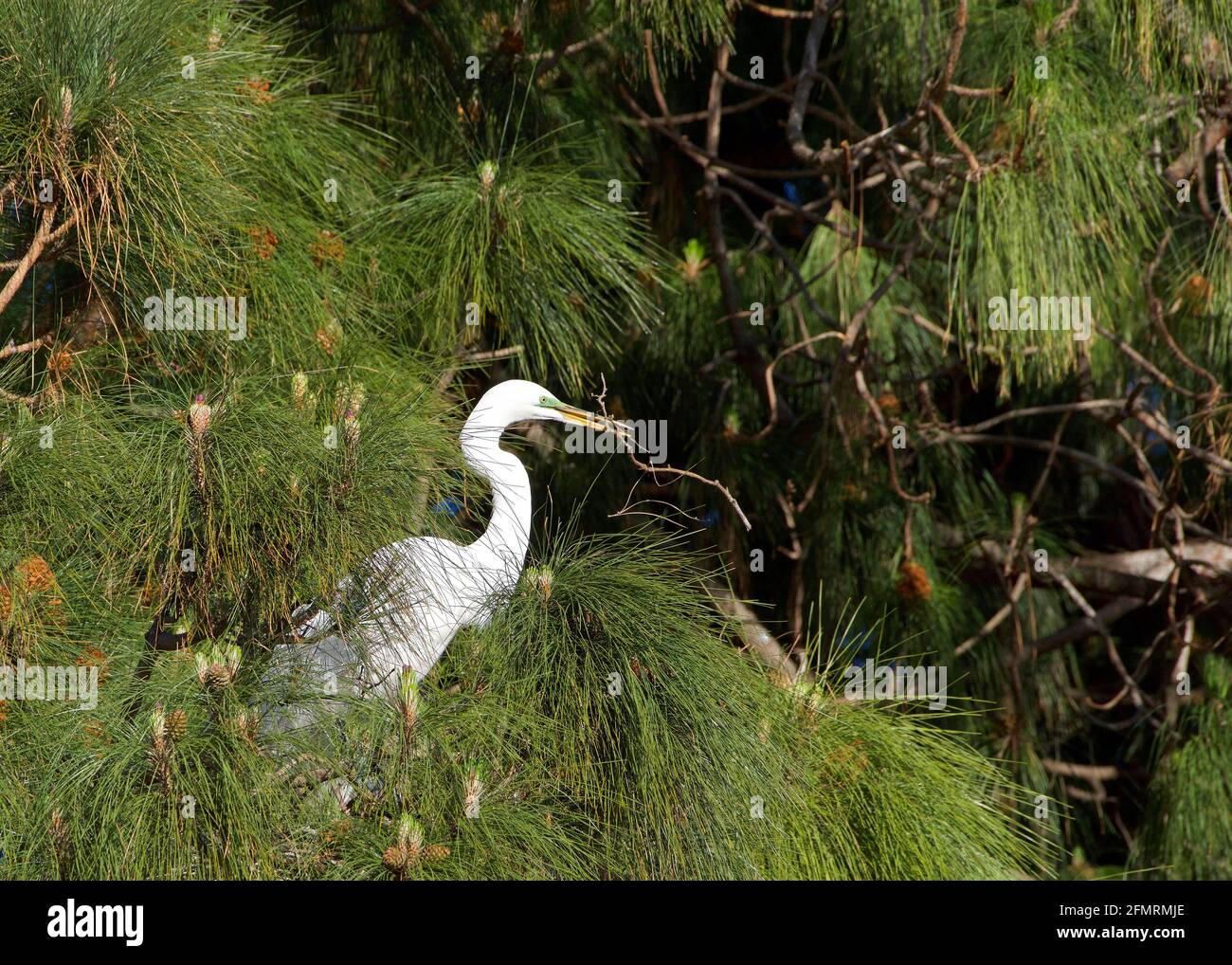 Adult Great Egret in breeding plumage perched high in Ponderosa Pine ...