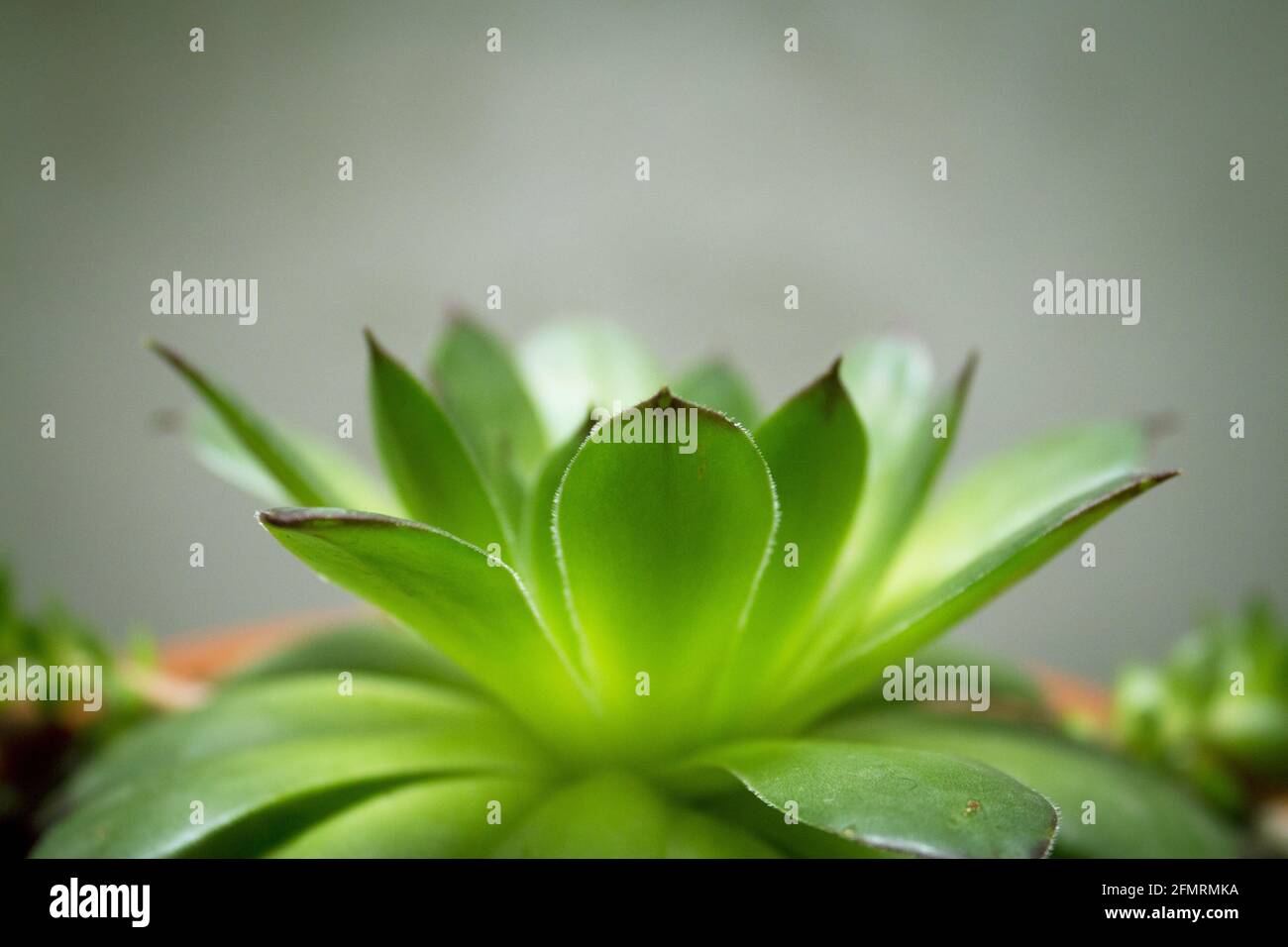 Alabaster rose hi-res stock photography and images - Alamy