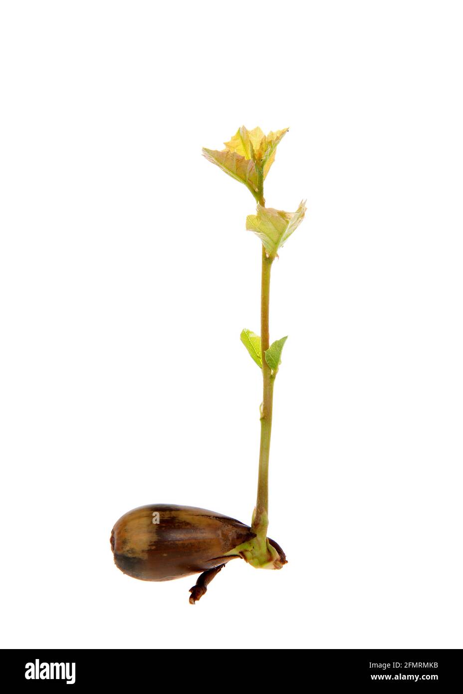 Oak tree saplings recently sprouted from seed, seed still attached ...