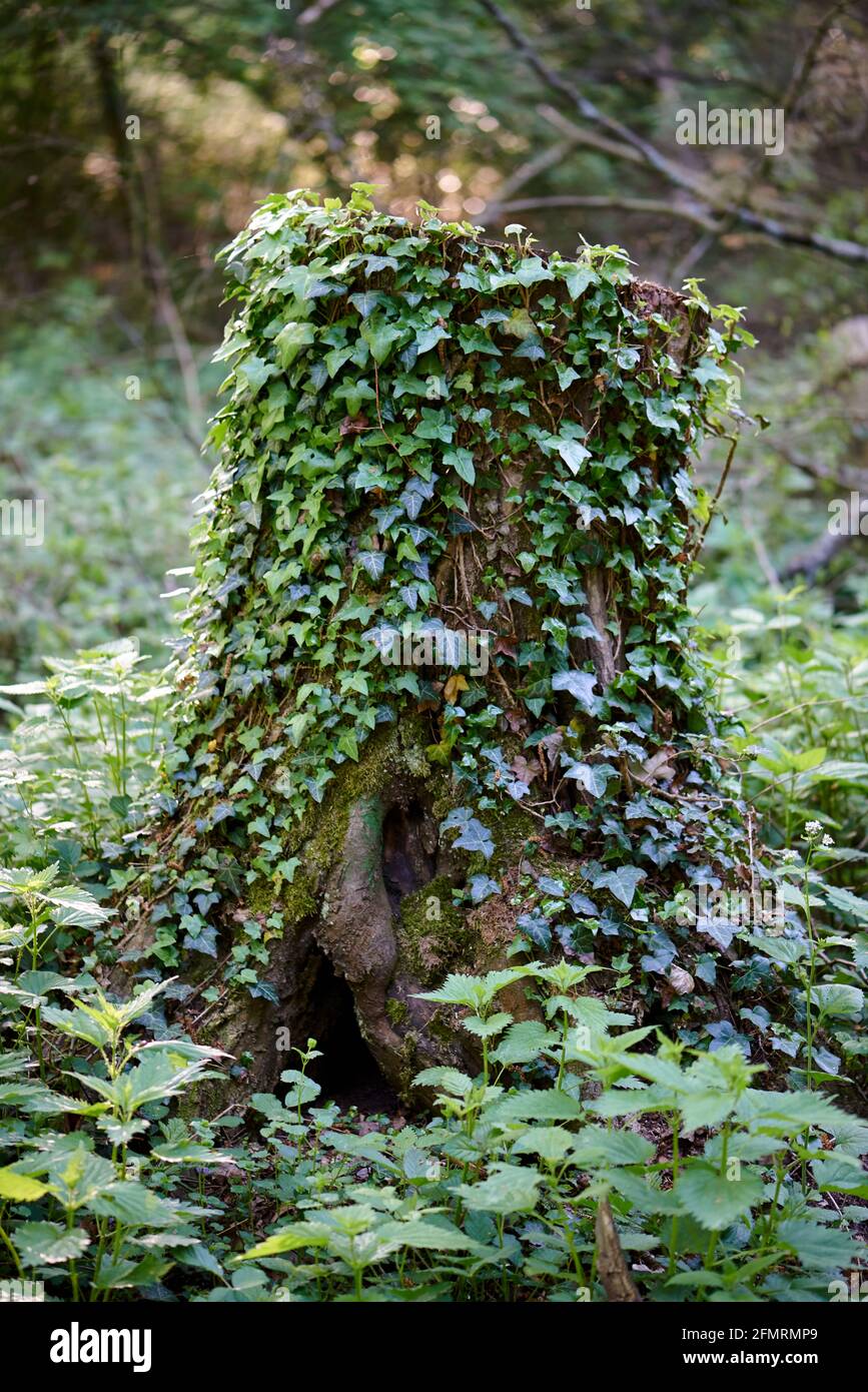 Dead tree covered in ivy hi-res stock photography and images - Alamy