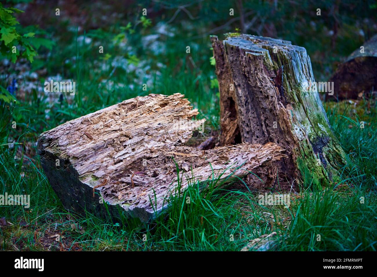 Rotten tree stump broken in two Stock Photo - Alamy