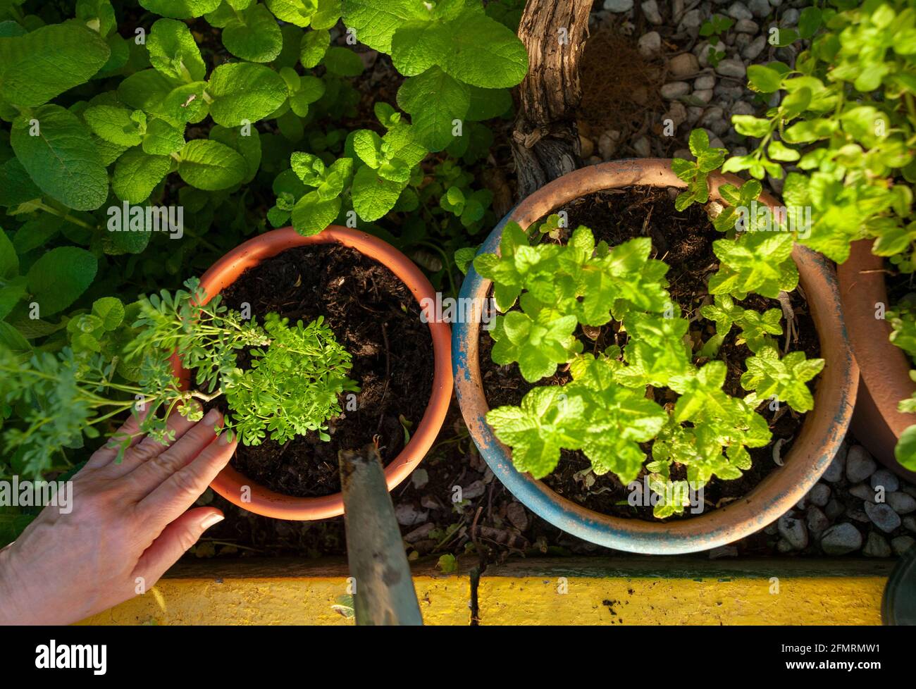 Herbs in pots hi-res stock photography and images - Alamy