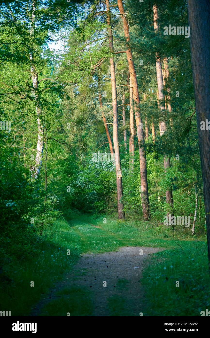 Grass-covered forest path in the pine forest Stock Photo - Alamy