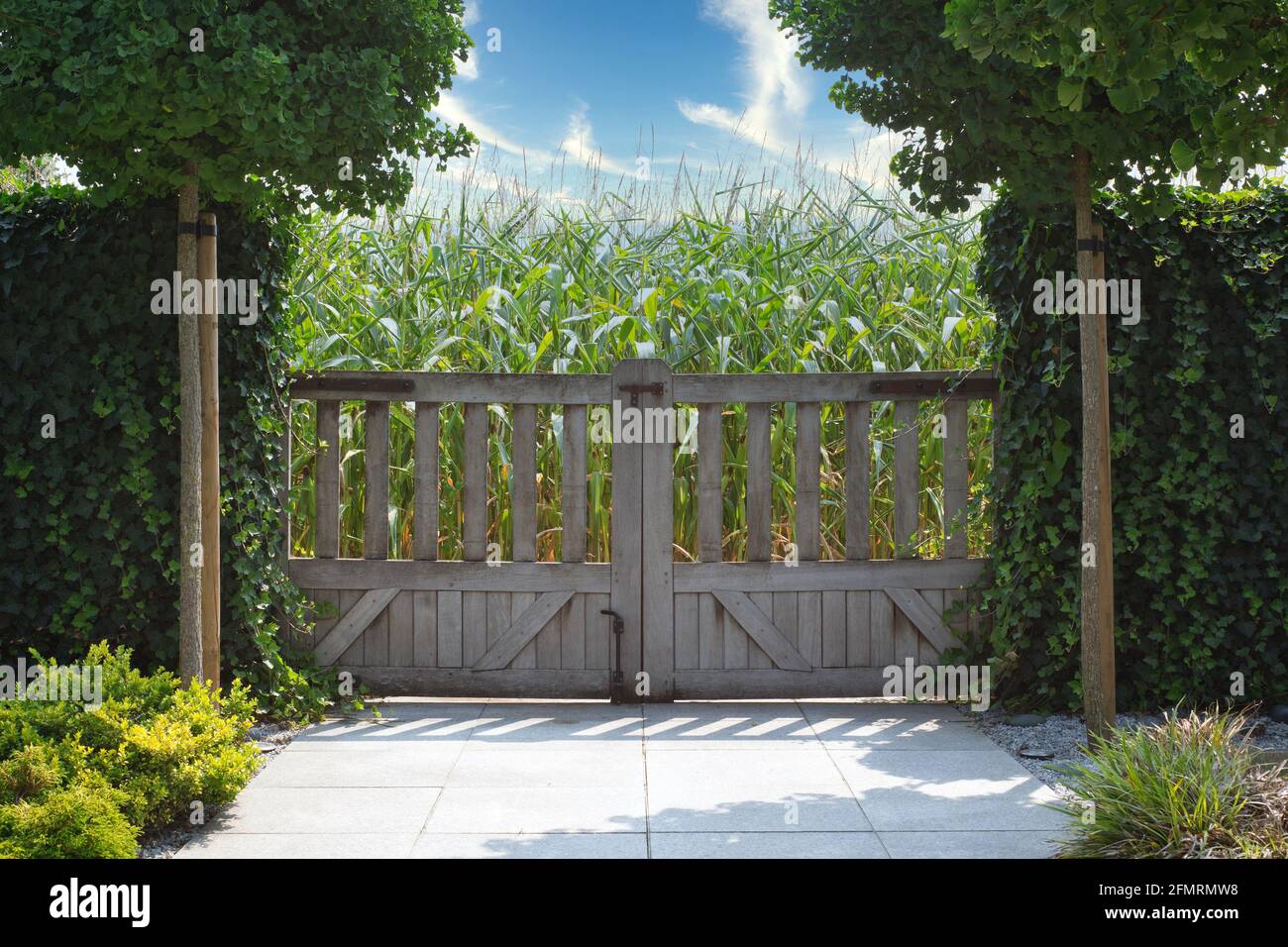 Wooden fence near corn field in blue sky, Farming nature landscape ...