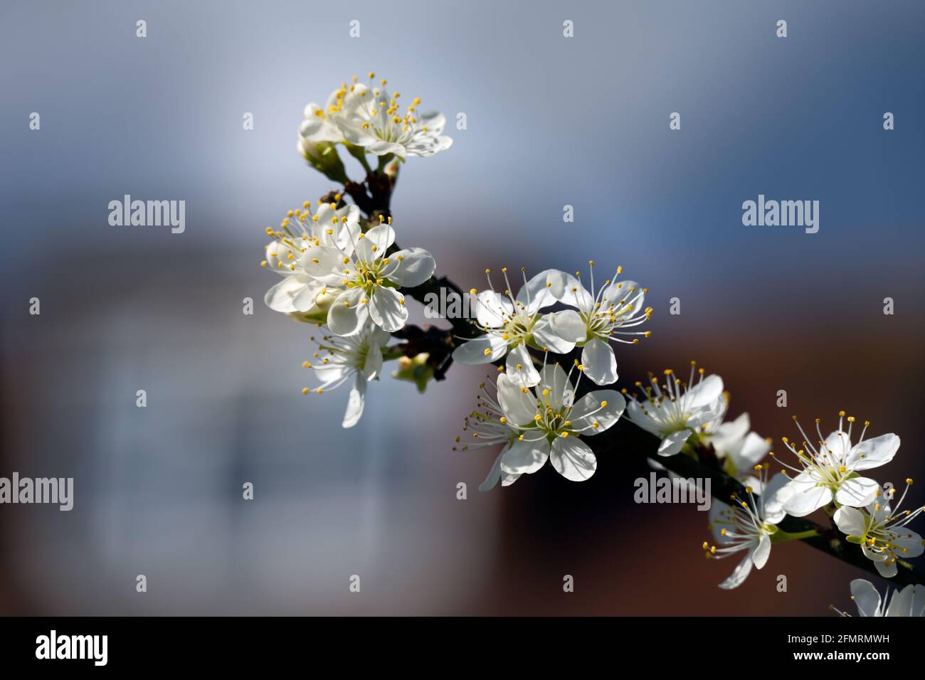 Damson prunus domestica subsp insititia hi-res stock photography and ...