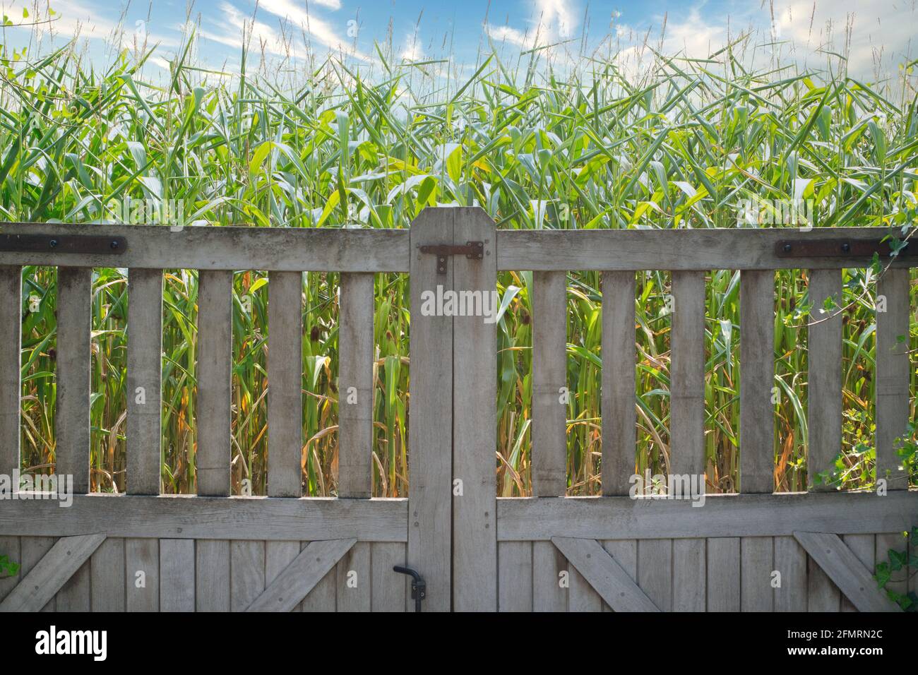 Wooden fence near corn field in blue sky, Farming nature landscape ...