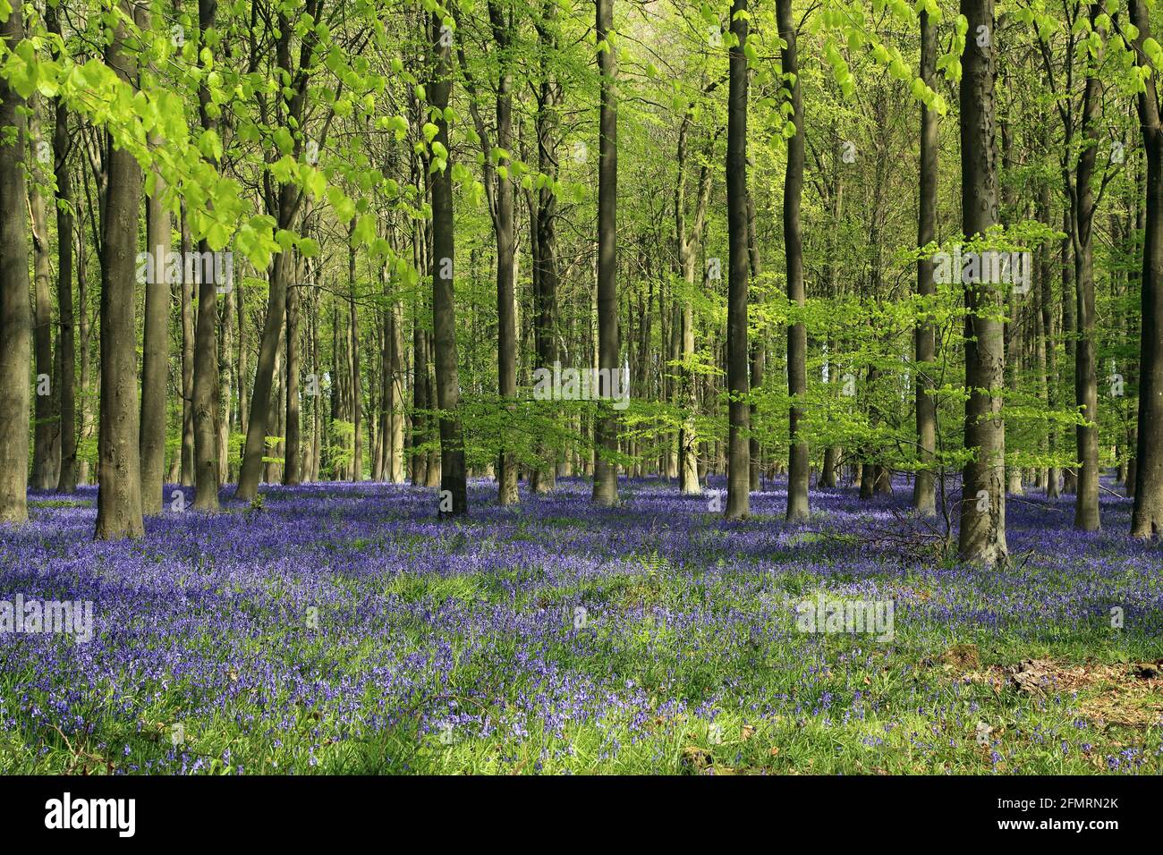 Kent challock kings wood bluebells hi-res stock photography and images ...