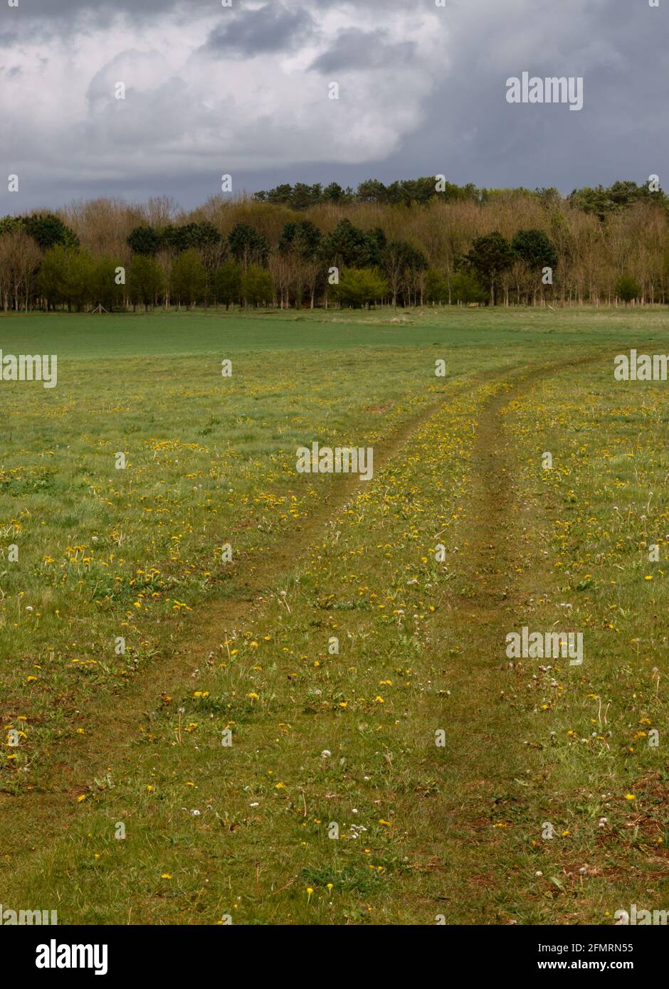tank tracks in the grass across meadow grassland on Salisbury Plain ...