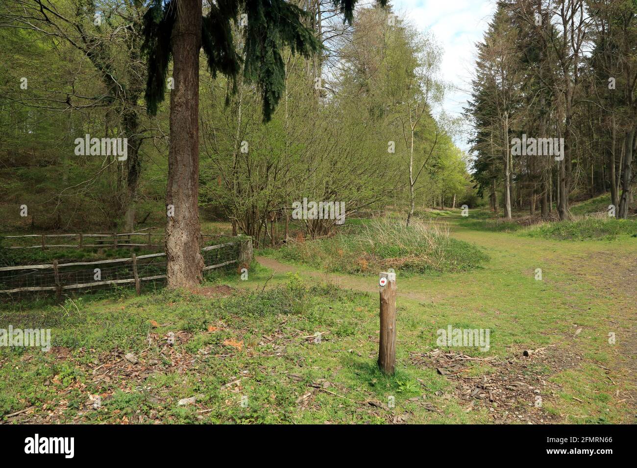 Kentish forest hi-res stock photography and images - Alamy