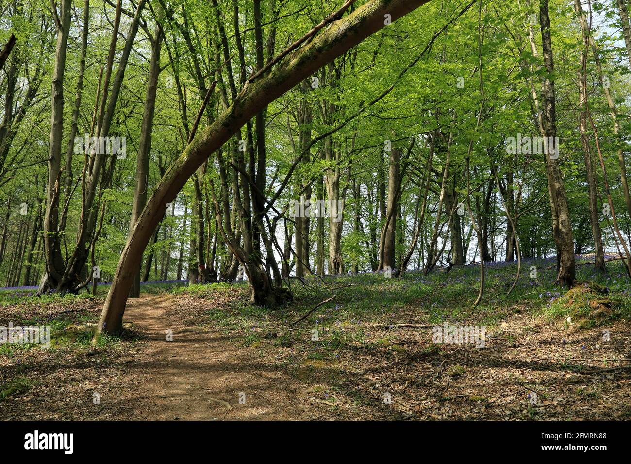 Beech tree trunk bent over footpath through Kings Wood, Challock ...