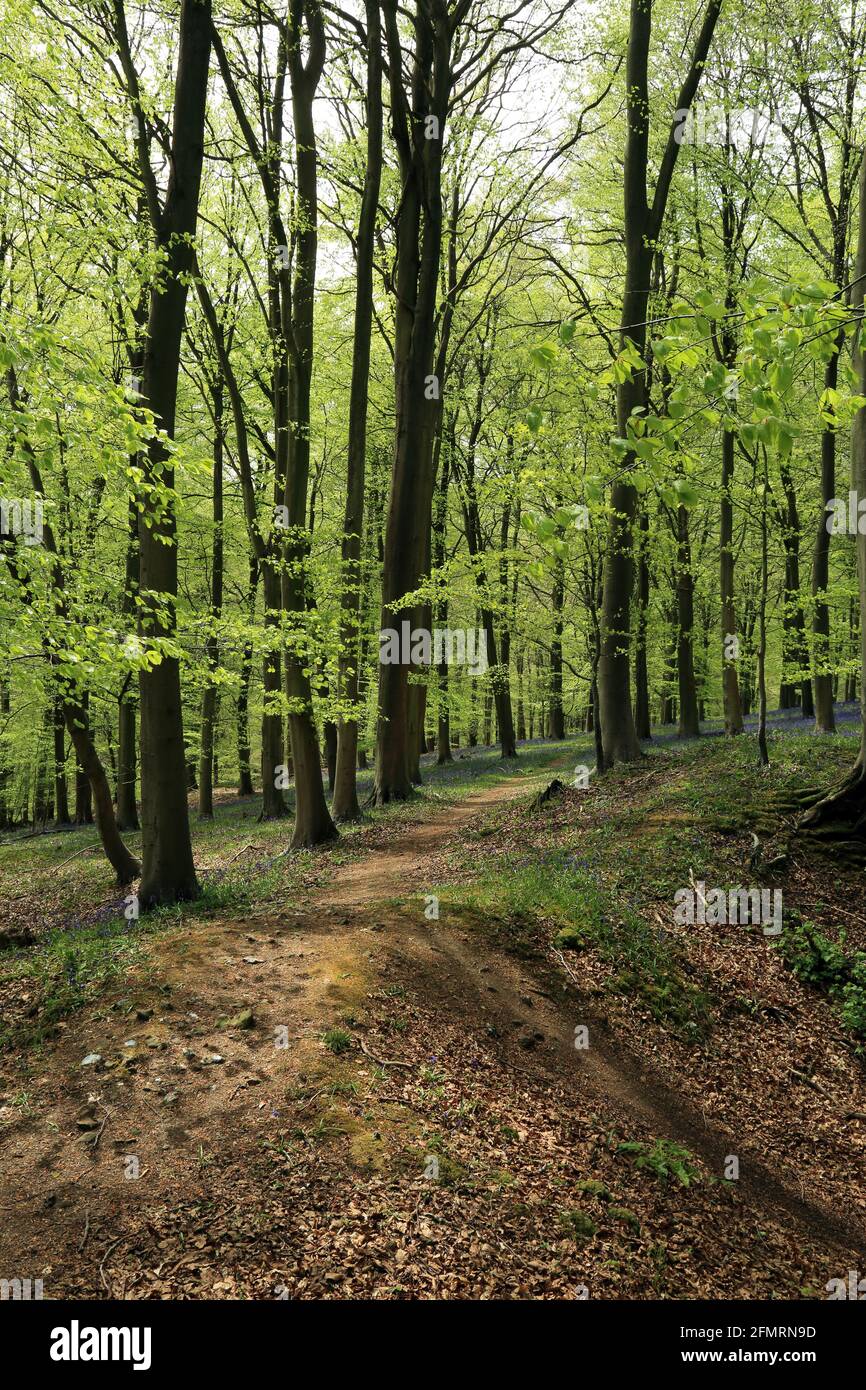 Beech trees and footpath through Kings Wood, Challock, Ashford, Kent ...