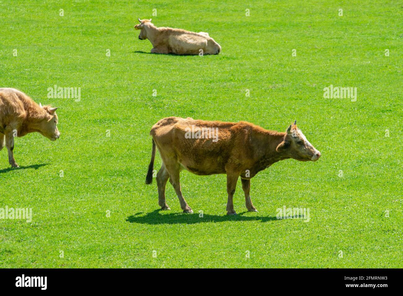 Grazing cows on a mountain green pasture, animals Stock Photo - Alamy