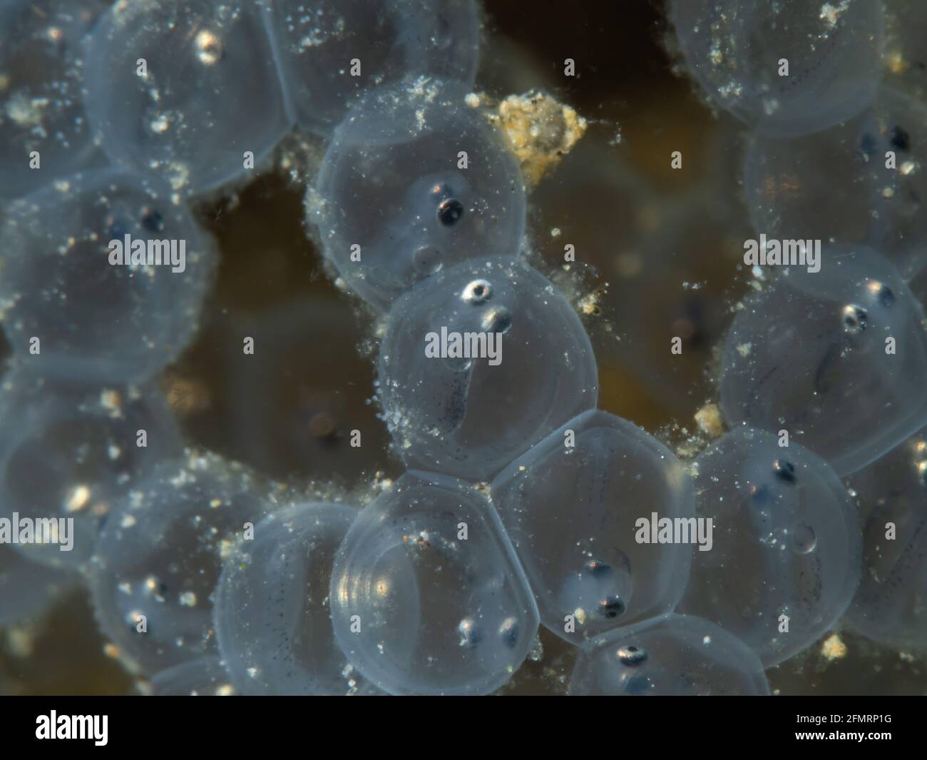 Perch spawn underwater, North Rhine Westphalia , Germany Stock Photo ...