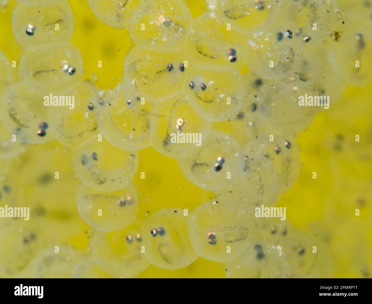 Perch spawn underwater, North Rhine Westphalia , Germany Stock Photo ...