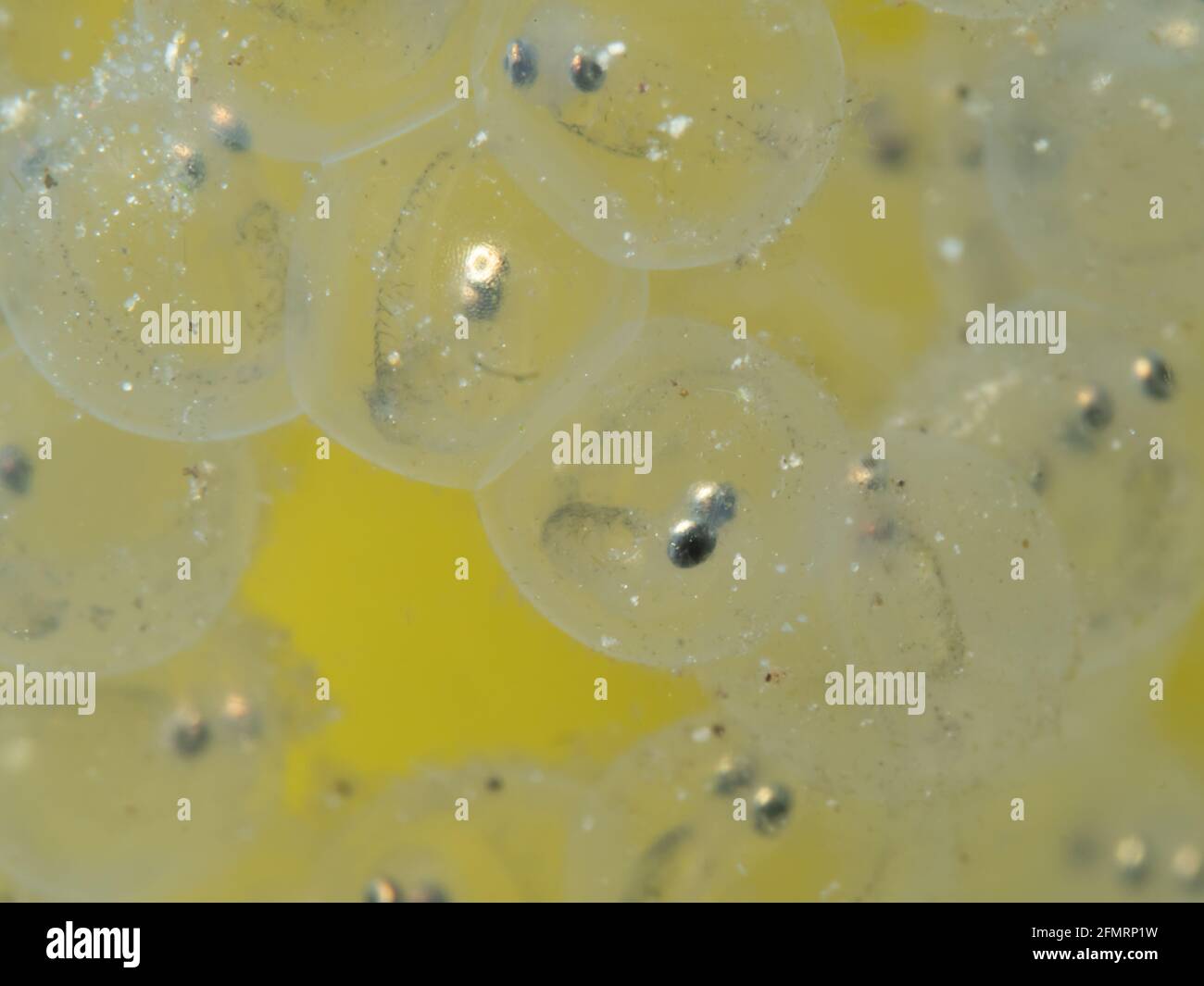 Yellow perch underwater hi-res stock photography and images - Alamy