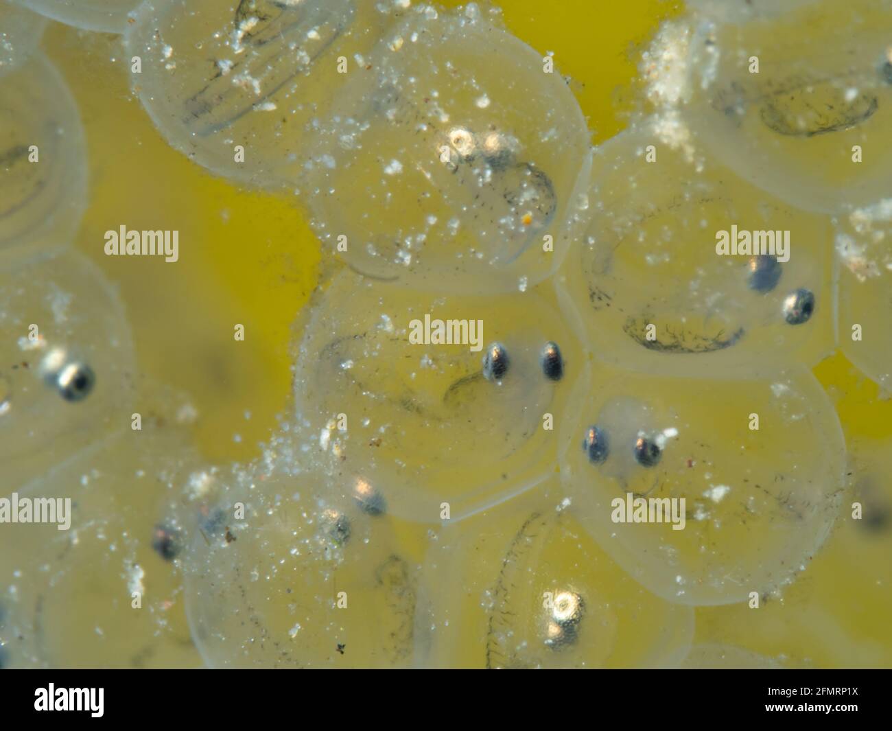 Yellow perch underwater hi-res stock photography and images - Alamy