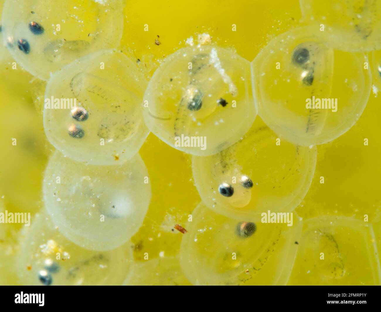 Yellow perch underwater hi-res stock photography and images - Alamy