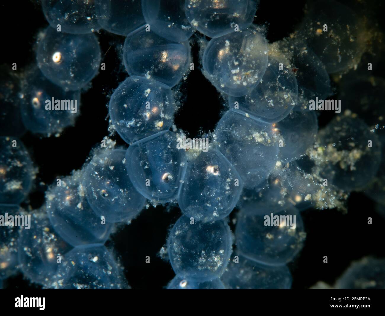 Perch spawn underwater, North Rhine Westphalia , Germany Stock Photo ...