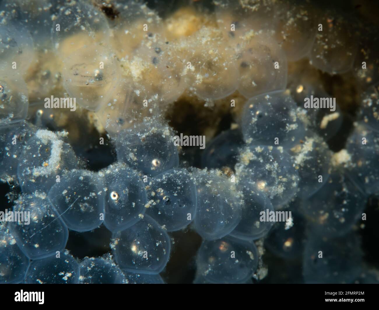 Perch spawn underwater, North Rhine Westphalia , Germany Stock Photo ...