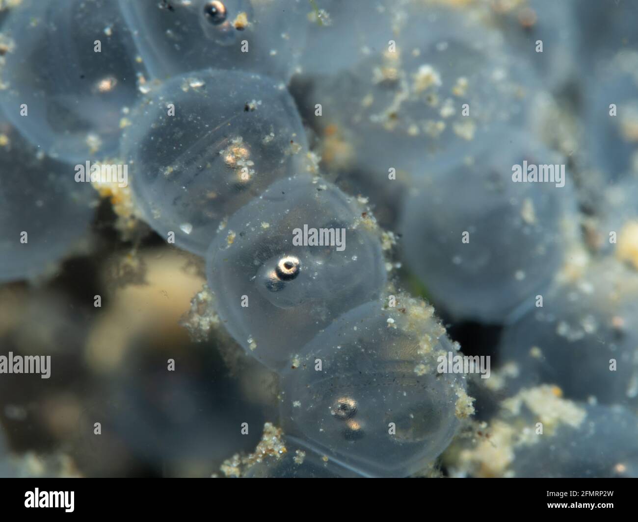 Perch spawn underwater, North Rhine Westphalia , Germany Stock Photo ...