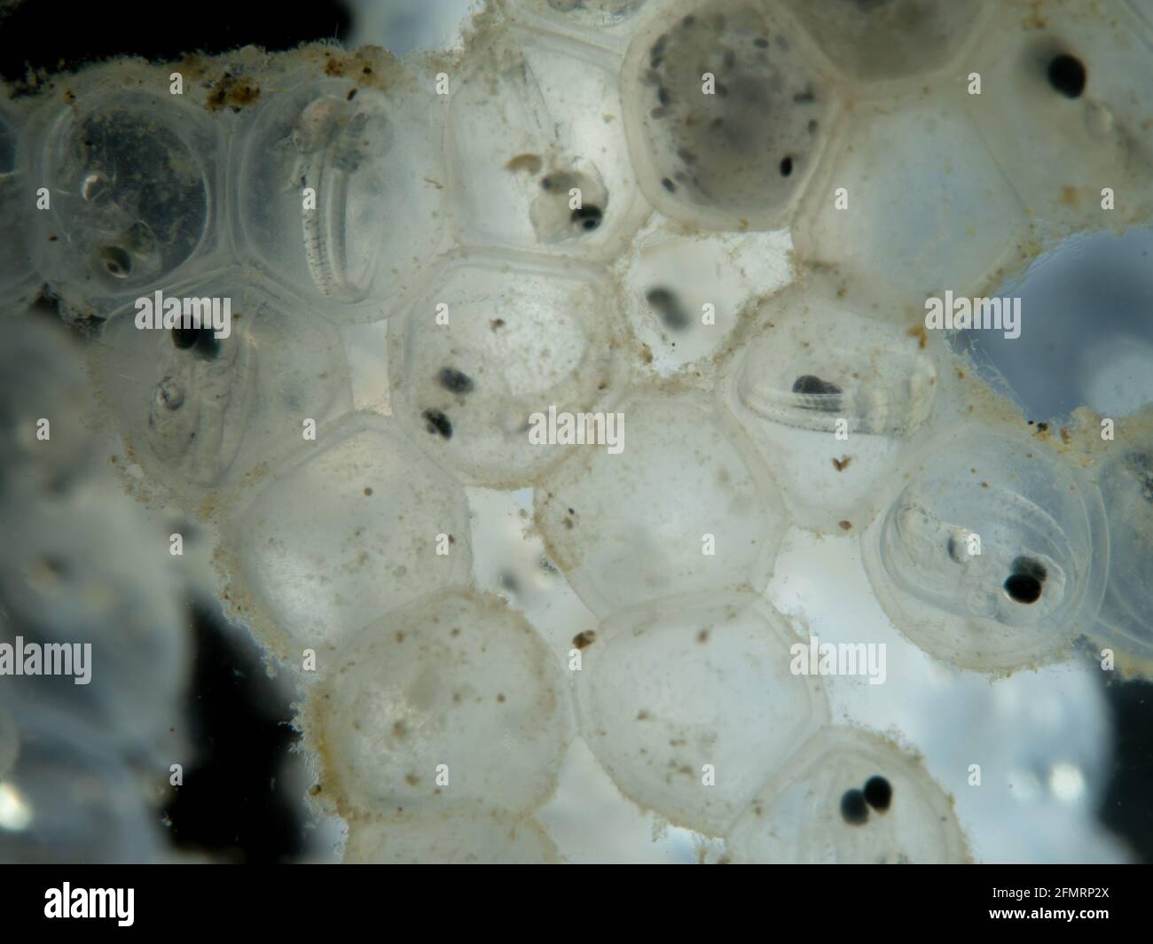 Perch spawn underwater, North Rhine Westphalia , Germany Stock Photo ...