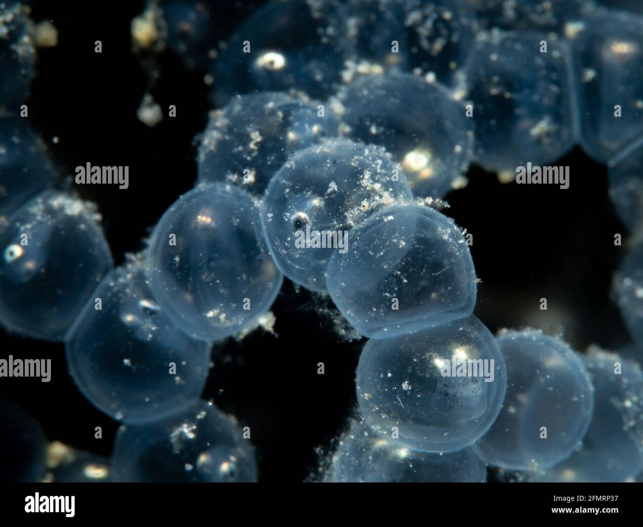 Perch spawn underwater, North Rhine Westphalia , Germany Stock Photo ...