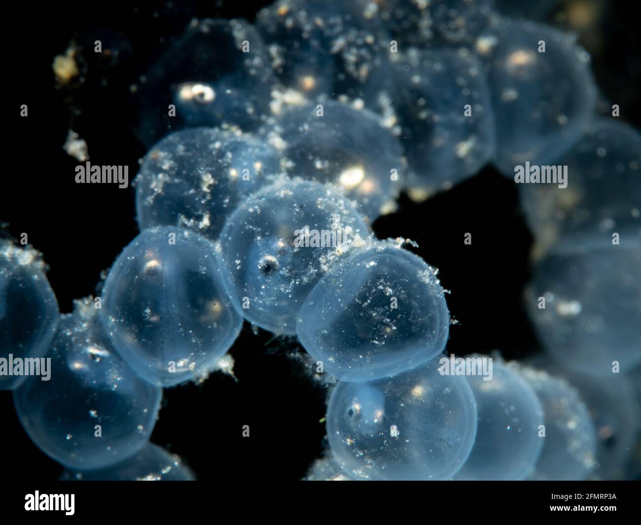 Perch spawn underwater, North Rhine Westphalia , Germany Stock Photo ...