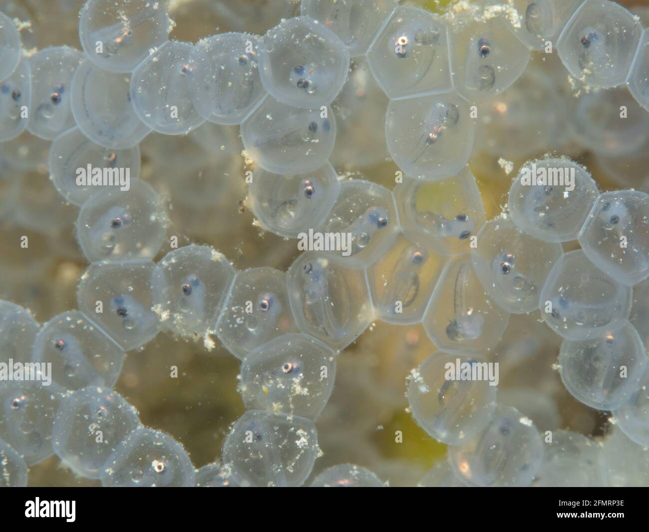Perch spawn underwater, North Rhine Westphalia , Germany Stock Photo ...