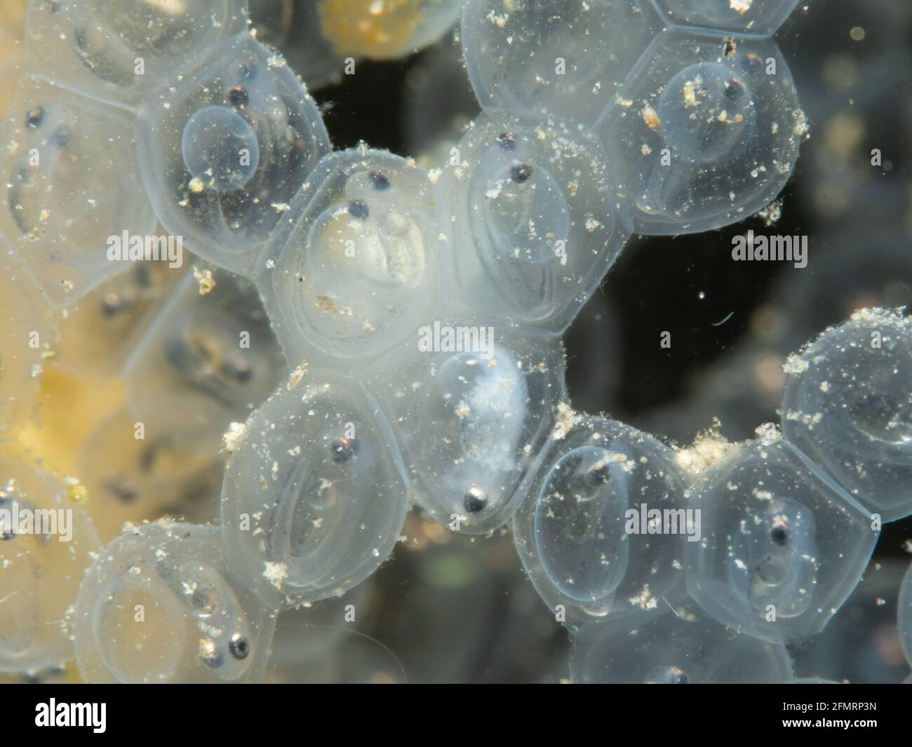 Perch spawn underwater, North Rhine Westphalia , Germany Stock Photo ...