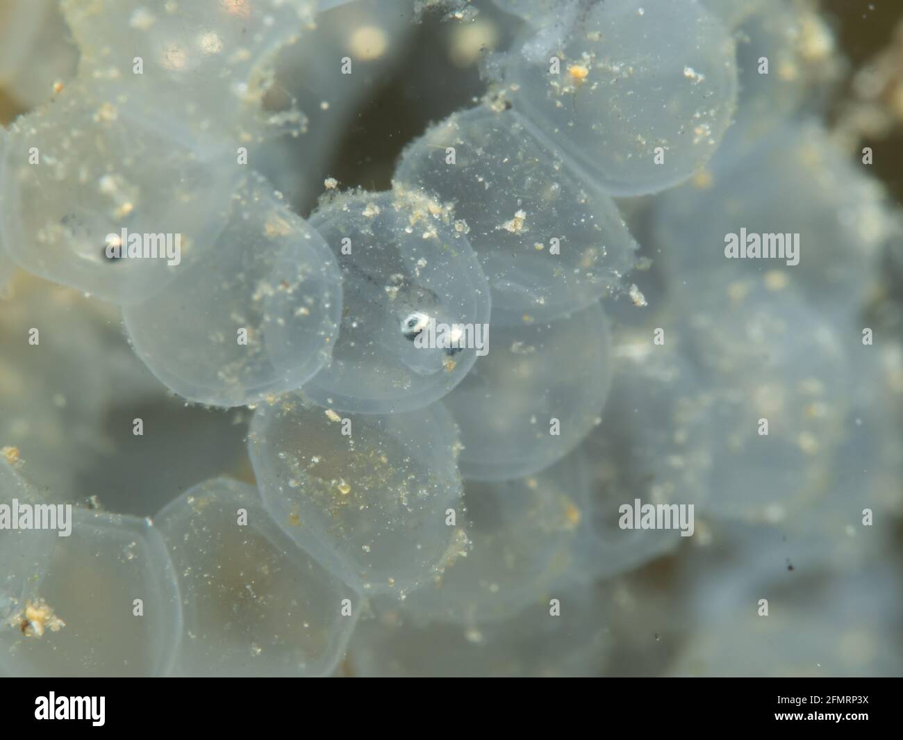 Perch spawn underwater, North Rhine Westphalia , Germany Stock Photo ...