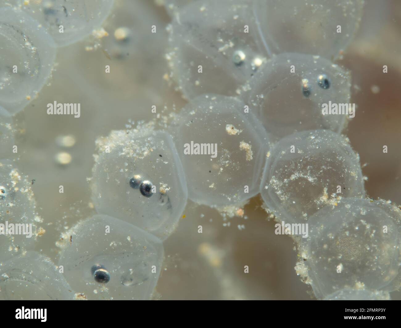 Perch spawn underwater, North Rhine Westphalia , Germany Stock Photo ...