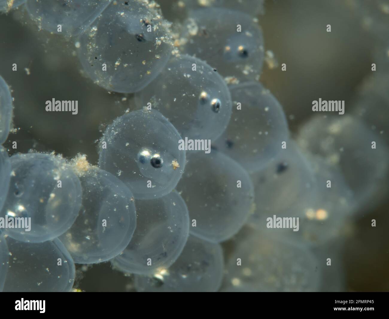 Perch spawn underwater, North Rhine Westphalia , Germany Stock Photo ...