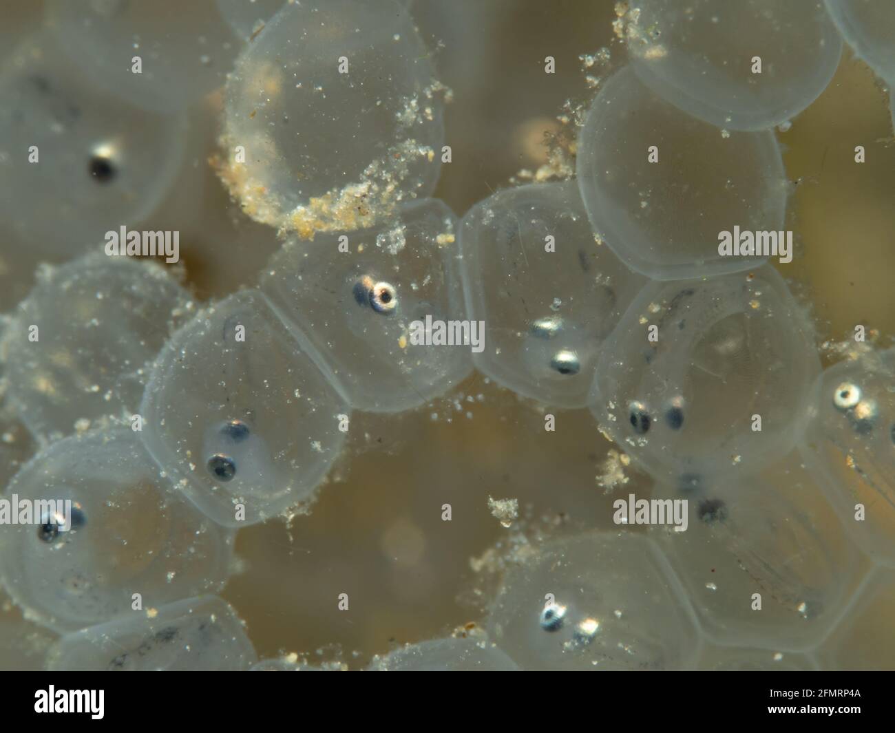 Perch spawn underwater, North Rhine Westphalia , Germany Stock Photo ...